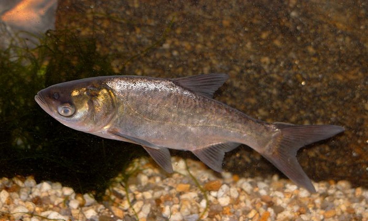 Hypophthalmichthys nobilis (Richardson, 1845)